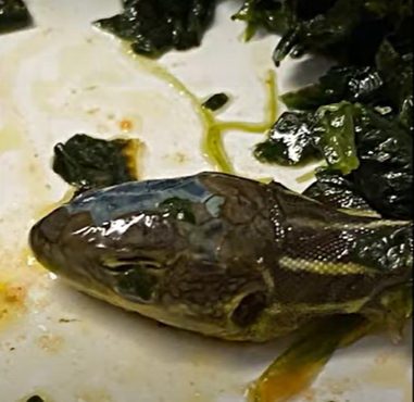Severed Snake Head Found In Meal On Flight To Europe - View from the Wing