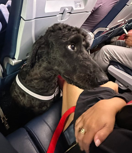 Delta Passenger Brings Big Service Dog In Coach, Complains About The ...