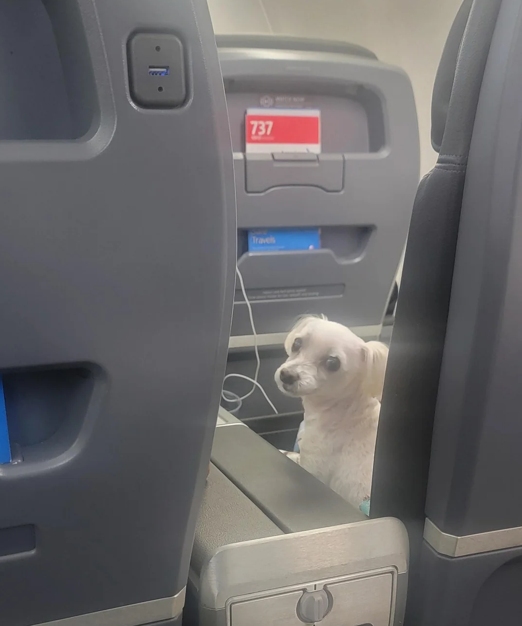 American Airlines Doesn't Allow Dogs To Have Their Own Seats, Here's ...