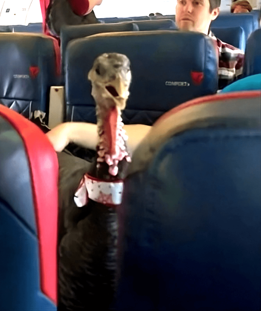5 Easy Ways To Instantly Spot Fake ‘Service Animals’ On Your Flight ...