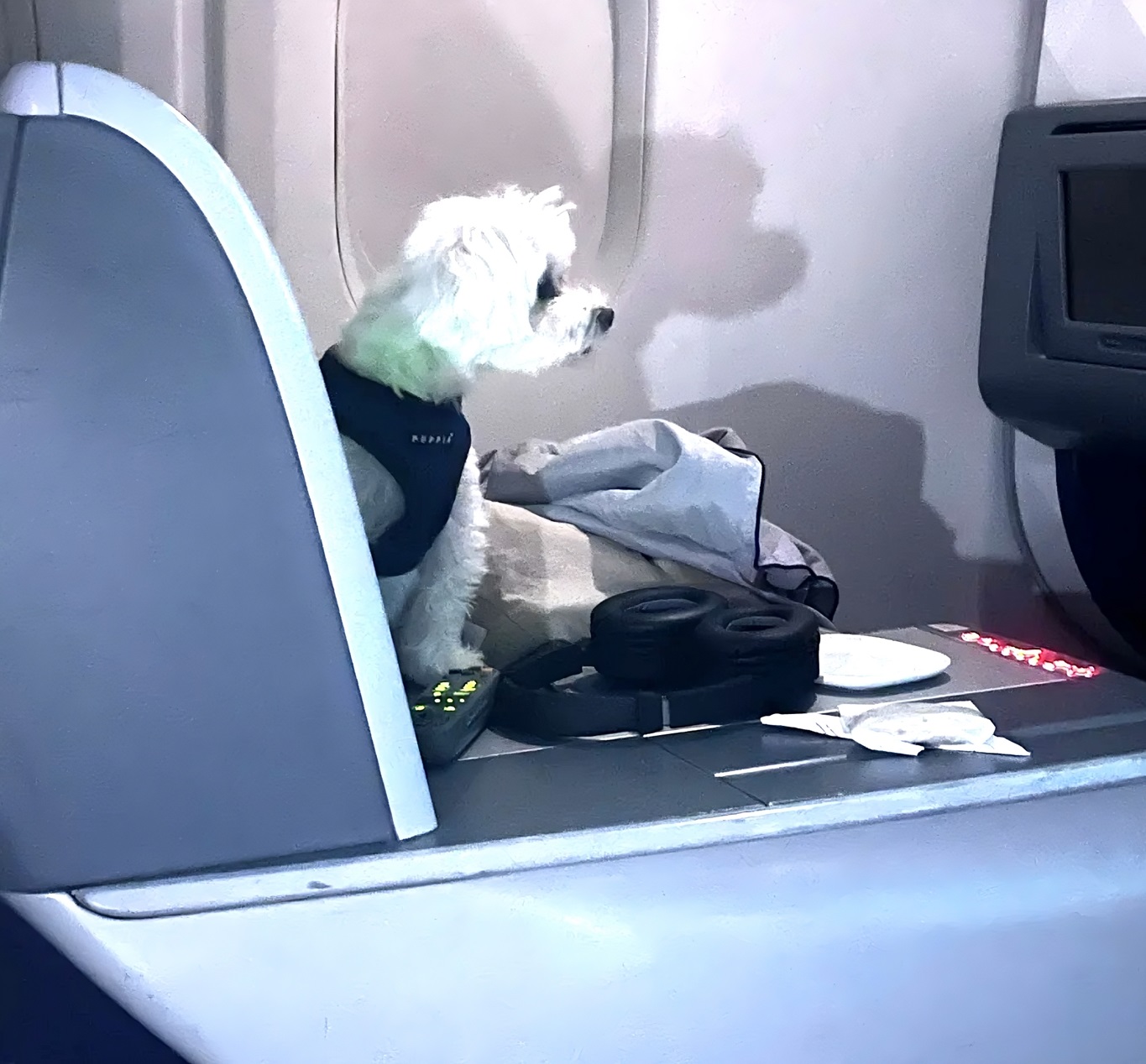 Delta’s Business Class Seats Dogs While Passengers Crowd Into Coach ...