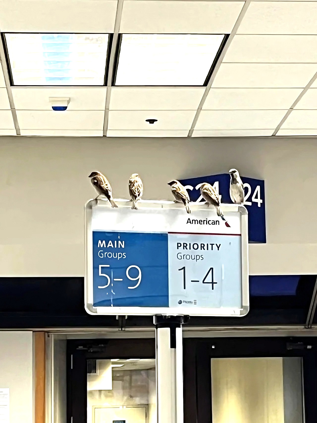 Priority Lane Feathers Ruffled: Birds Take Over American Airlines ...