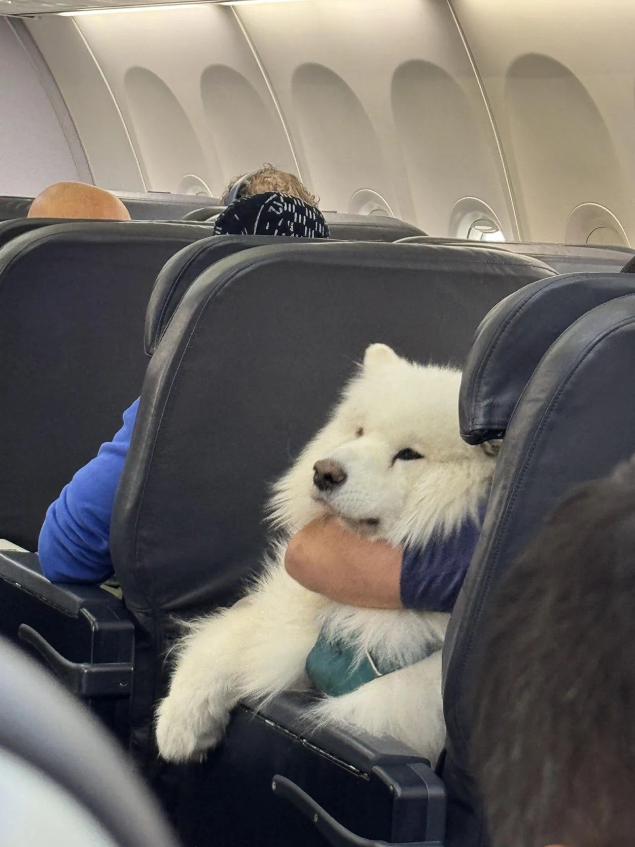 Fluffy White ’Service Dog’ Takes Over United First Class For 3.5-Hour ...