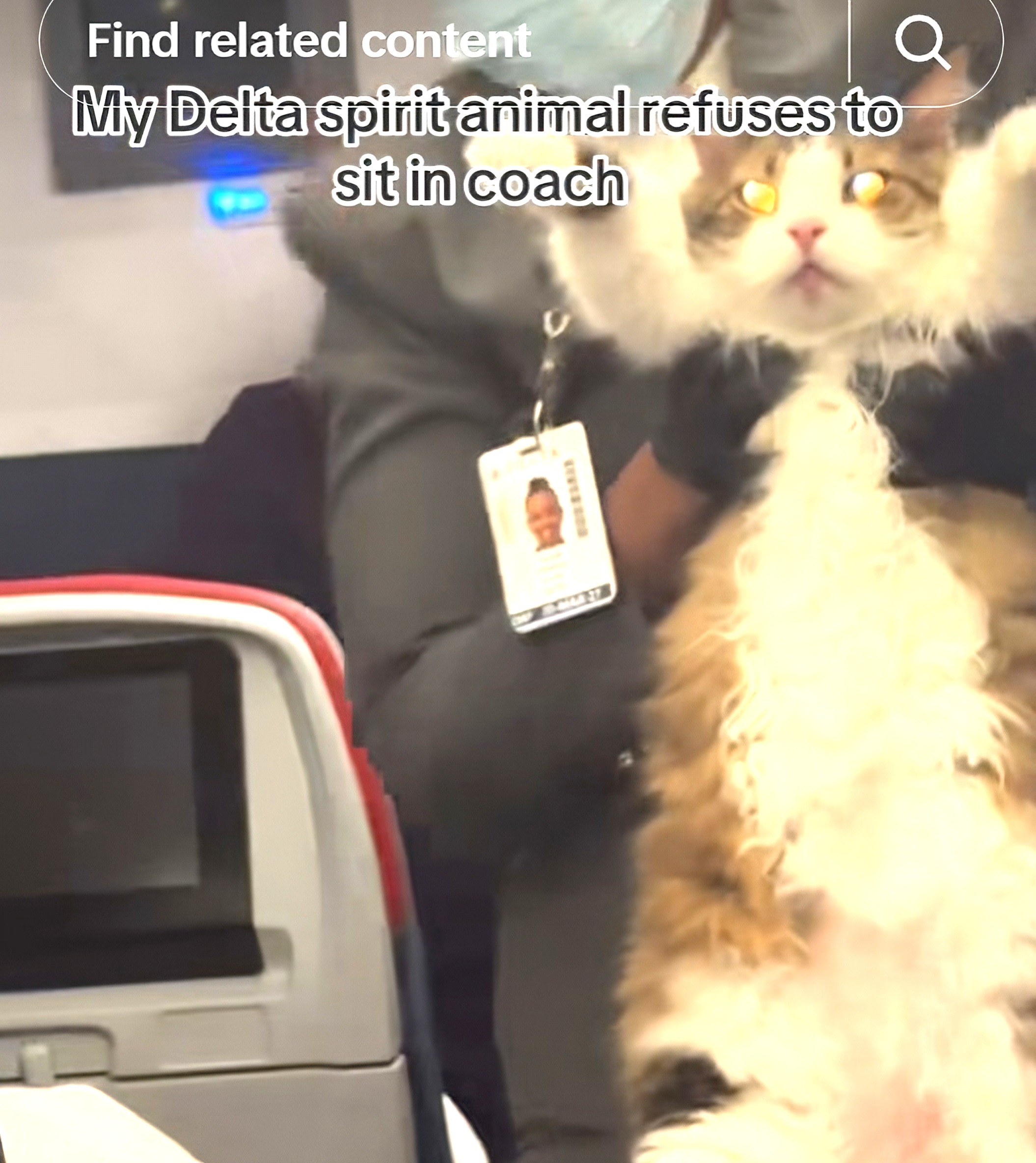 ‘Enjoy Your Pretzels, Peasants’: Cat Escapes Coach On Delta Redeye, But ...