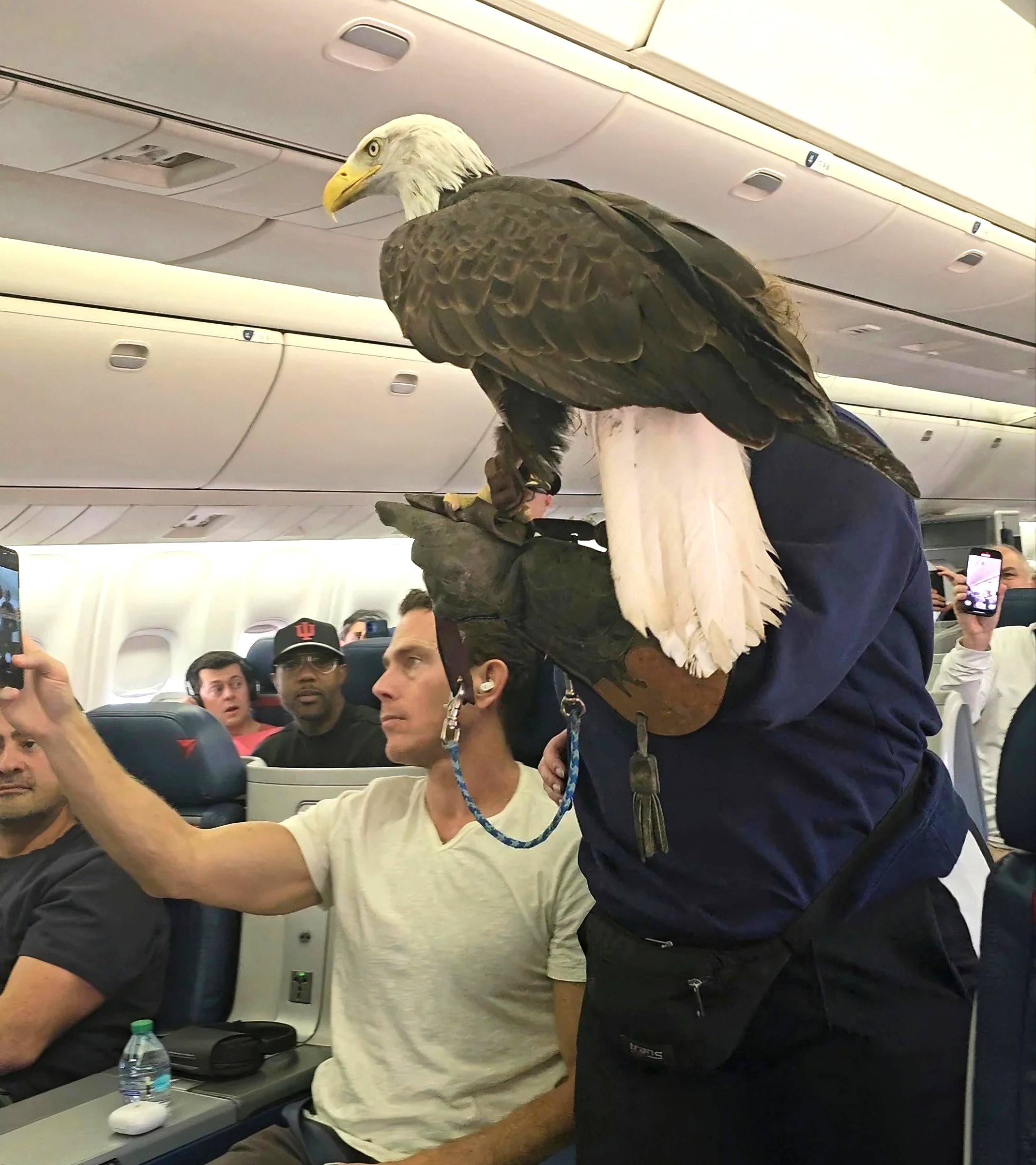 Bald Eagle Boards Delta Flight From San Francisco To Atlanta—Passengers ...